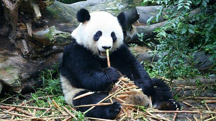 Why Pandas Were Once Nearly Extinct—and How China Saved Them - NewsBreak