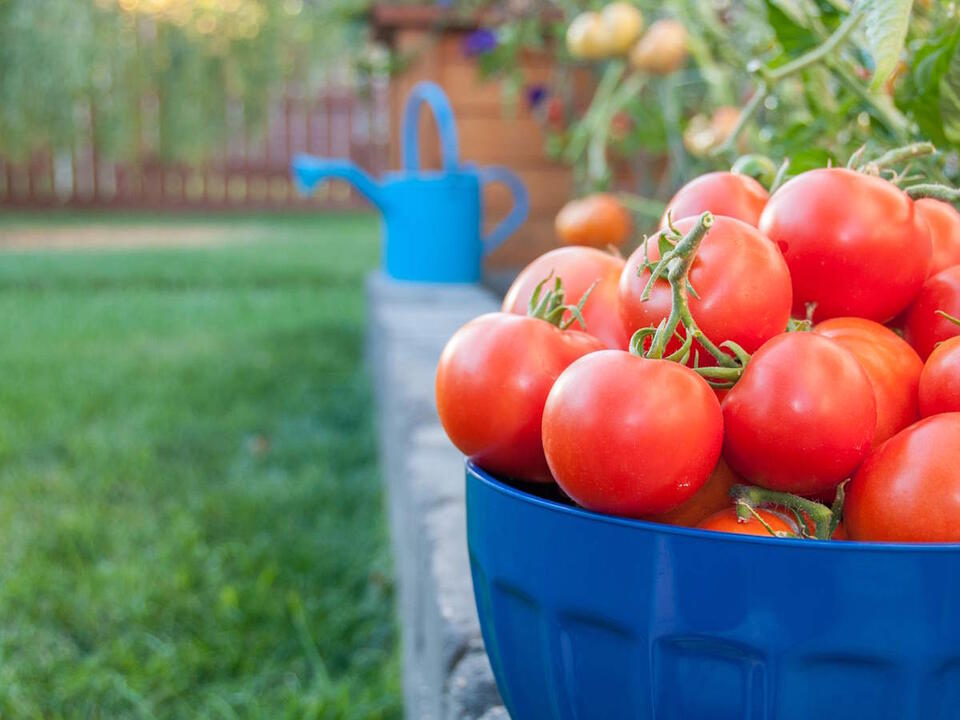 How to make your own tomato fertilizer – for thriving plants and mouth ...