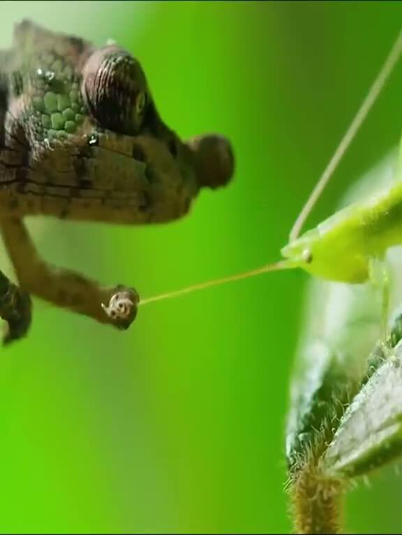 What is life like for wild animals in the wild (322) - NewsBreak