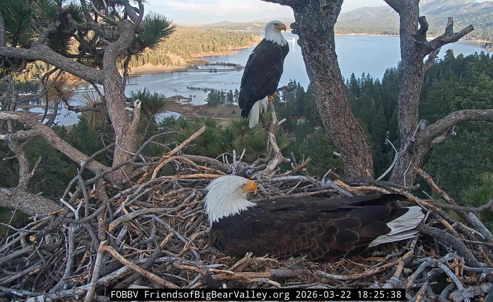 Big Bear Lake — $1.6 Million Milestone Reached Protect Jackie and ...
