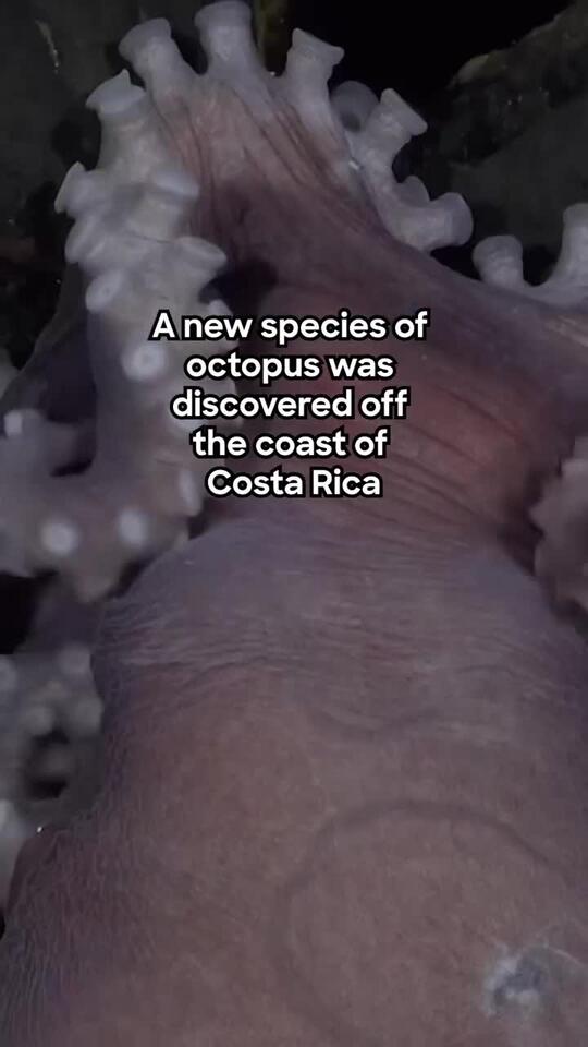 The expedition discovered a new deep-sea #octopus nursery and proved ...