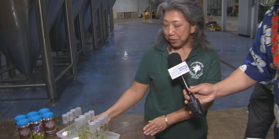 ‘Sip for Seedlings’ event supports conservation of Hawaii’s rarest ...