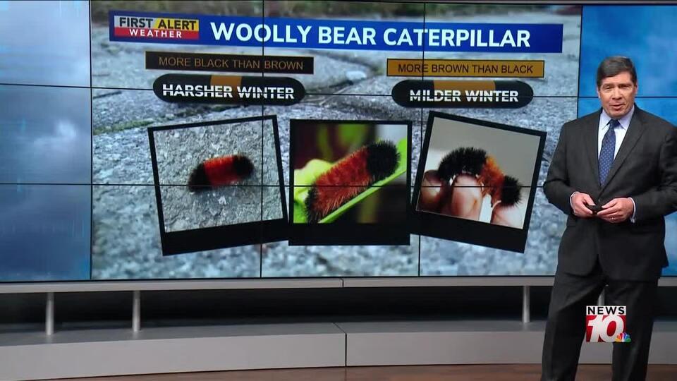 First Alert Weather In-Depth: The truth behind the woolly bear’s winter ...