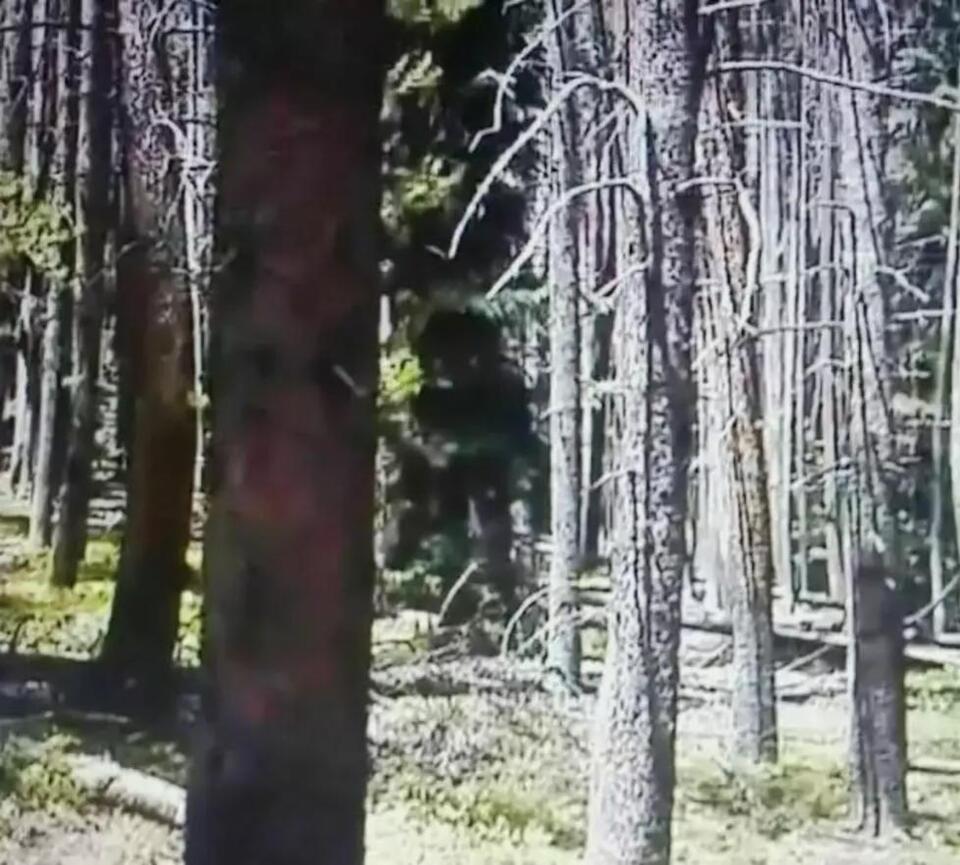 Return of the Michigan Dogman: The Year He Will Re-appear - NewsBreak