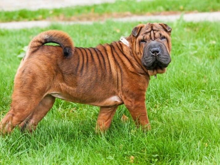 The 9 Oldest Dog Breeds (One Might Be 10,000 Years Old!)