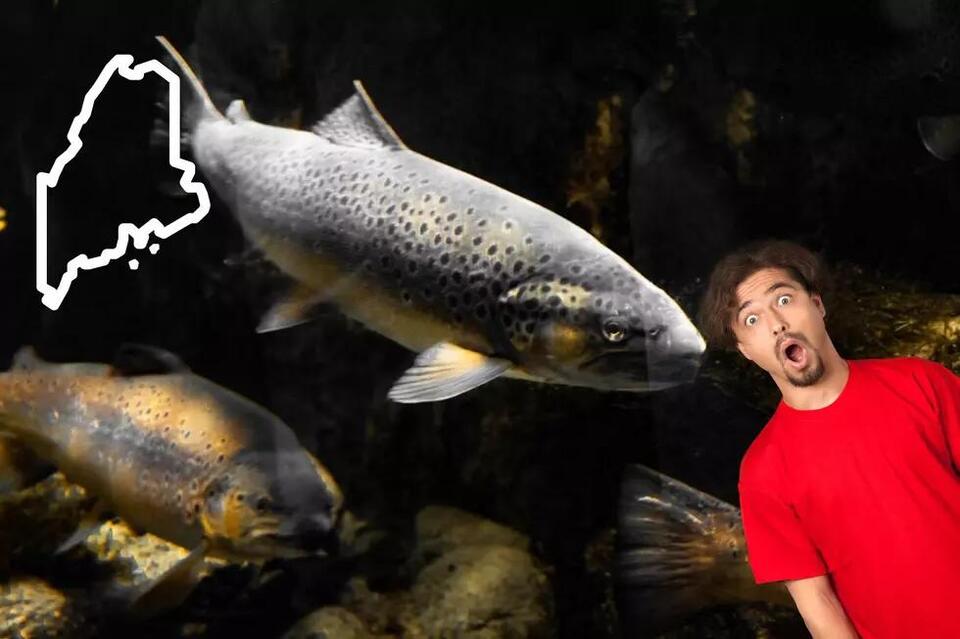 The Largest Fish Ever Caught in Maine Was a Real Whopper - NewsBreak