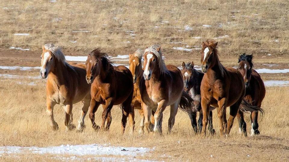Over 14,000 Wild Horses to Be Rounded Up and Removed from the Western U ...