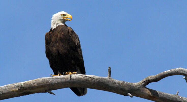 Learn about Arizona’s bald eagles at Game and Fish 2026 White Mountain ...