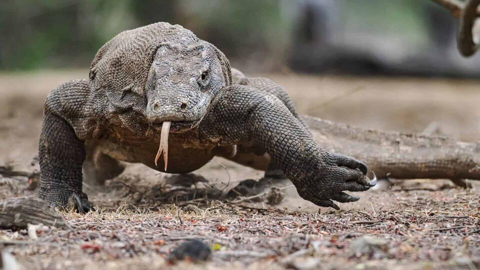8 Animals That Can Reproduce Without A Mate - NewsBreak