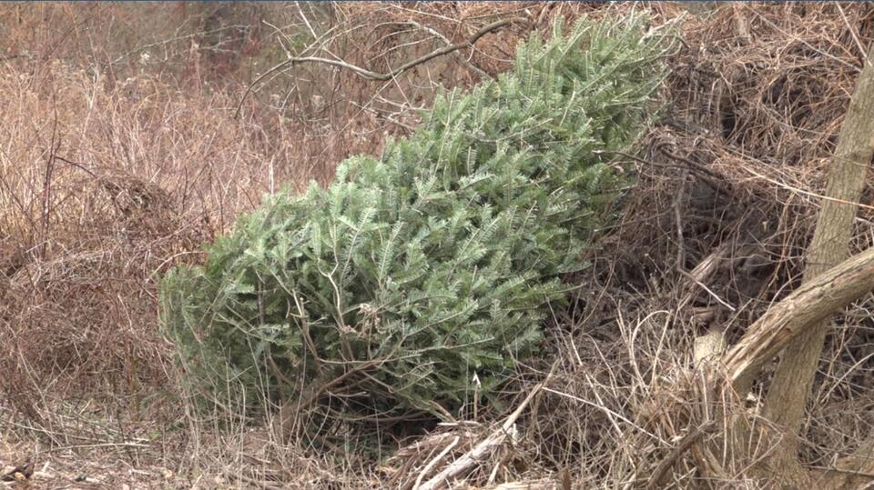 Christmas trees get second life helping wildlife in Lebanon County ...