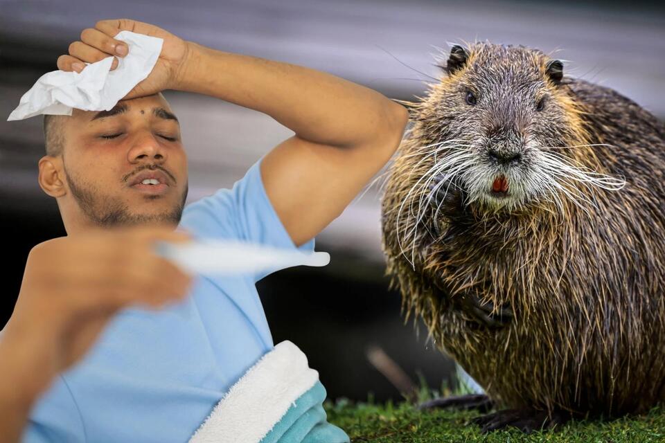 Rare ‘Beaver Fever’ Discovered in NY; What are the Symptoms? - NewsBreak