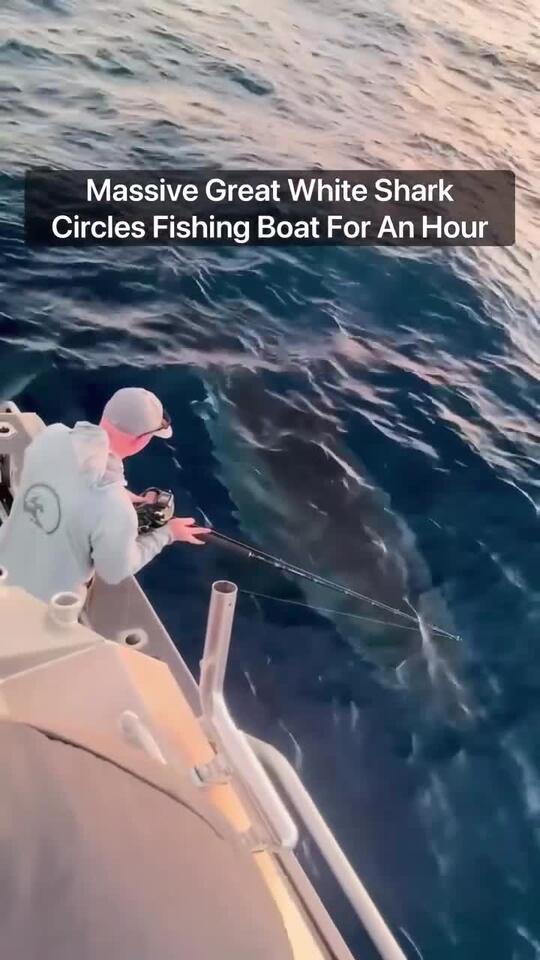 MIND BLOWING MASSIVE GREAT WHITE EXPERIENCE portstephensfishing with ...