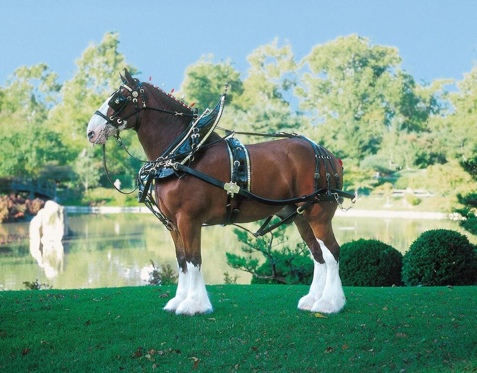 World-Famous Budweiser Clydesdales Coming for Budweiser 150th ...
