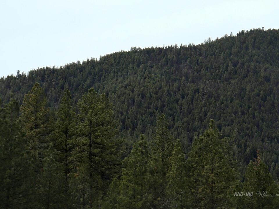 SpoCanopy plants nearly 500 trees to celebrate Expo's 50th Anniversary