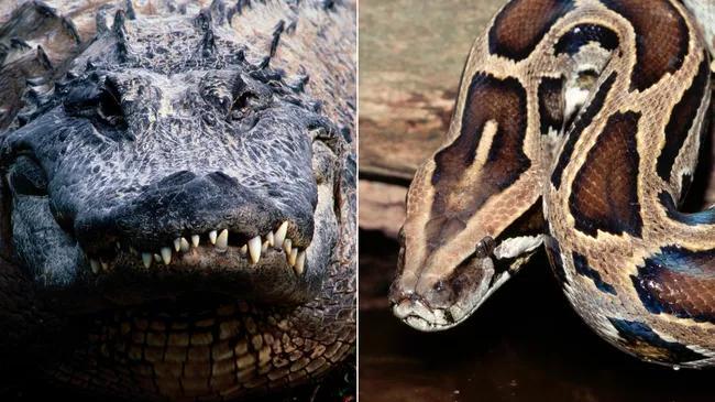 Alligator Body Slams, Gobbles Down Huge Python In Jaw-Dropping Video ...