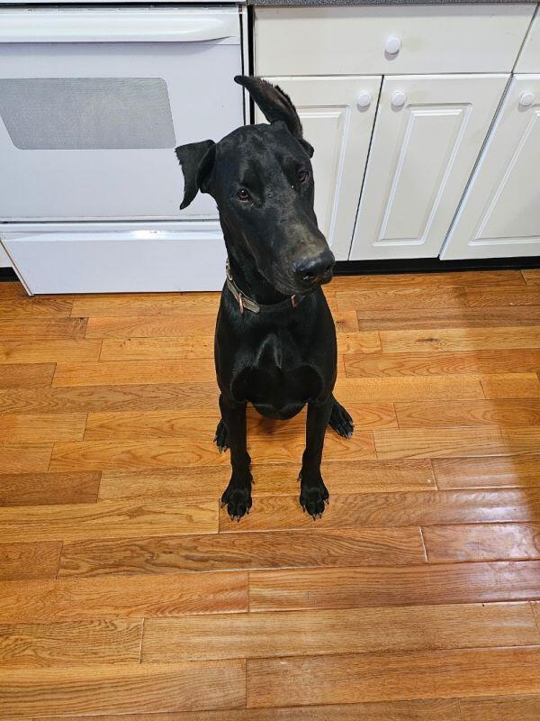 New Paws, New Love: Adopt Puppies Today in albuquerque, NM - NewsBreak