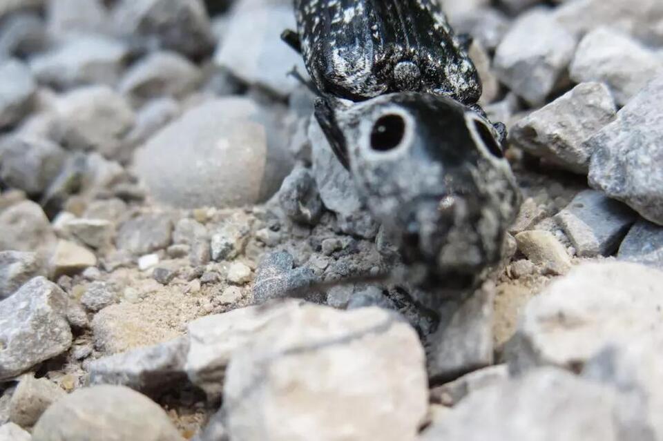 Maine is Freaking Out Over This Bug With Giant Fake Eyes - NewsBreak