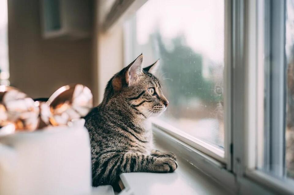 9 Reasons Why Your Cat Might Be Obsessed with Watching Birds - NewsBreak