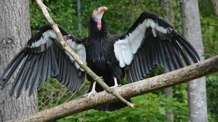 Meet The Largest Bird In The US - NewsBreak