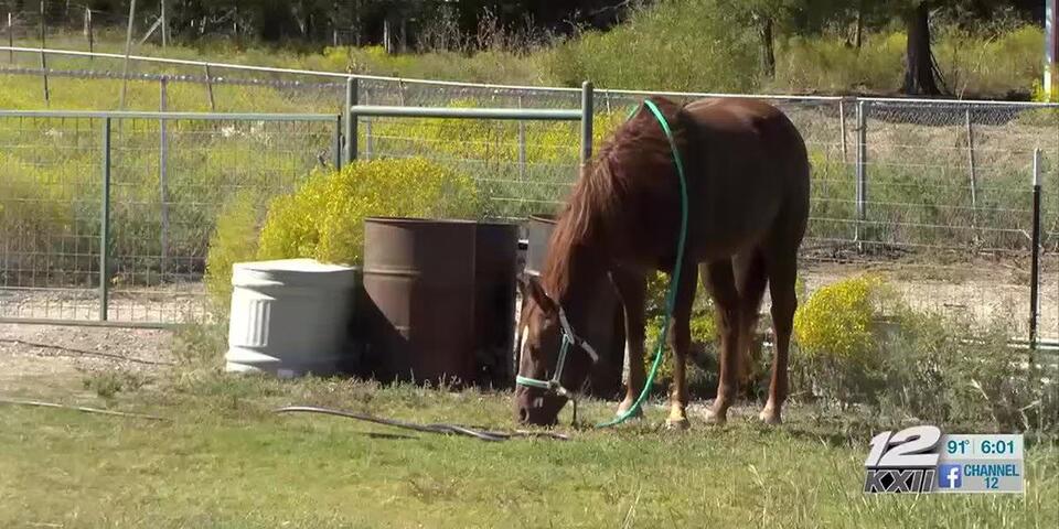 Grayson Co Sheriff’s Office says horse fraud, theft investigation spans ...