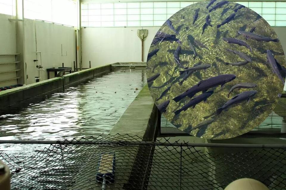 Year-Round Fishing Thrives as Michigan Adds 19M Fish - NewsBreak