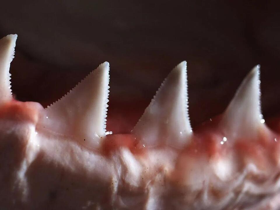 Rash of shark bites reflects normal summer activity, says FAU shark expert