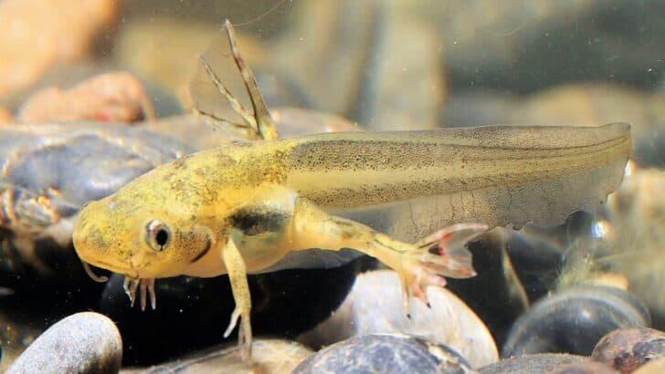 13 Amphibians That Can Regrow Lost Limbs - NewsBreak