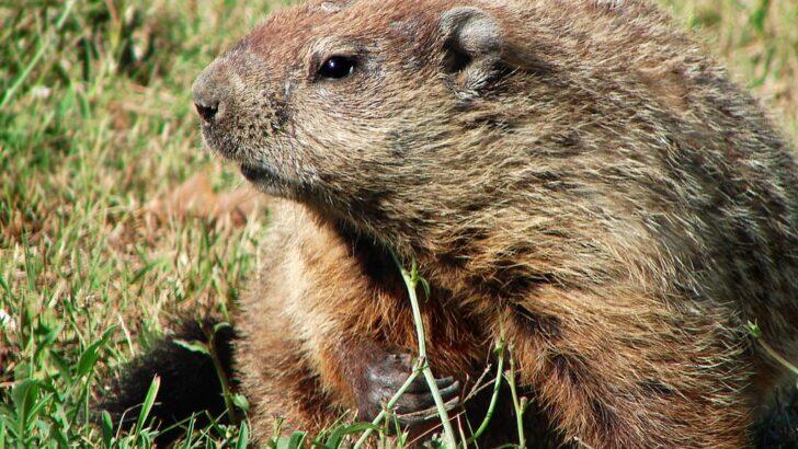 The US States With the Most Groundhogs - NewsBreak