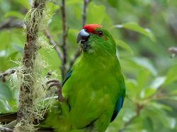 Green Parrots Rub Against Plants For Parasite Protection – And Probably ...