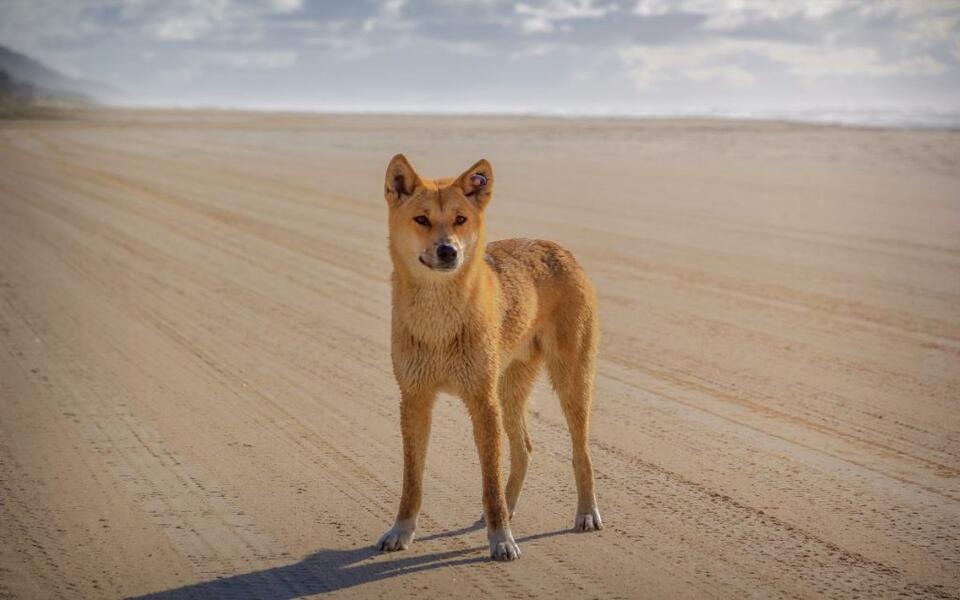 Can You Have a Dingo as a Pet in the US & Is It Legal? Laws By State in ...