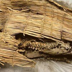 Spirit Cave Man: How The World’s Oldest Mummy Rewrote 10,000 Years Of ...