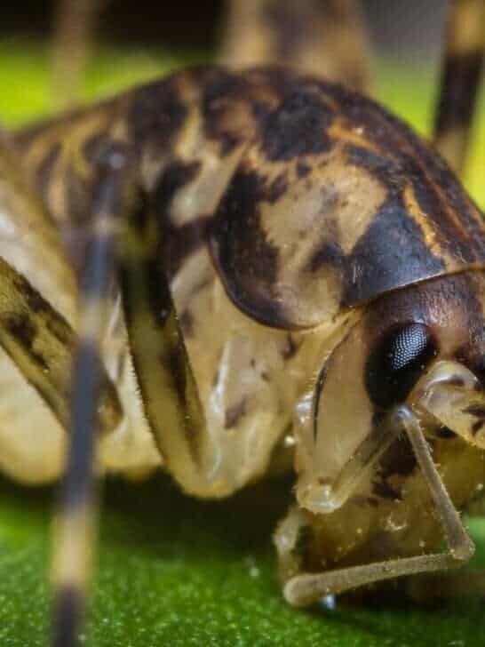 Uncover the Giant Weta the World’s Heaviest Insect - NewsBreak