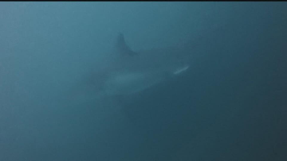 Man encounters great white shark off Oregon coast - NewsBreak