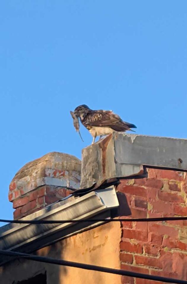 Today* in Hawks*** around Town – Doing Their Bit to tackle the rats ...