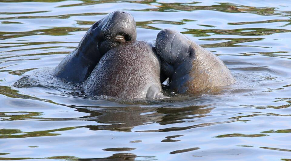 Manatees and Elephants Share a Surprising Family Tree - NewsBreak
