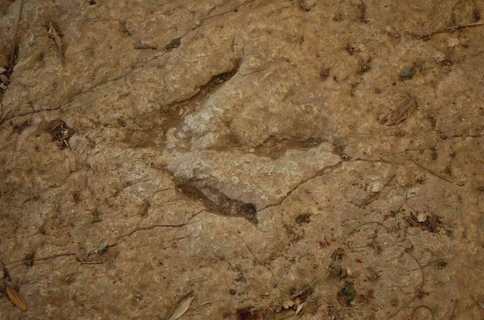How Did Dinosaurs Hunt? New Evidence From Fossilized Tracks - NewsBreak
