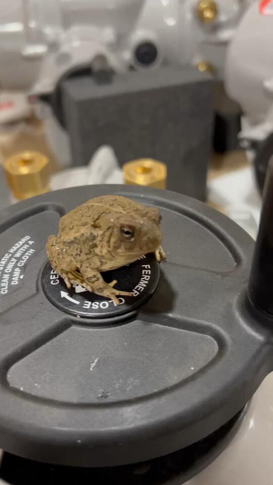 Another handsome toad! - NewsBreak