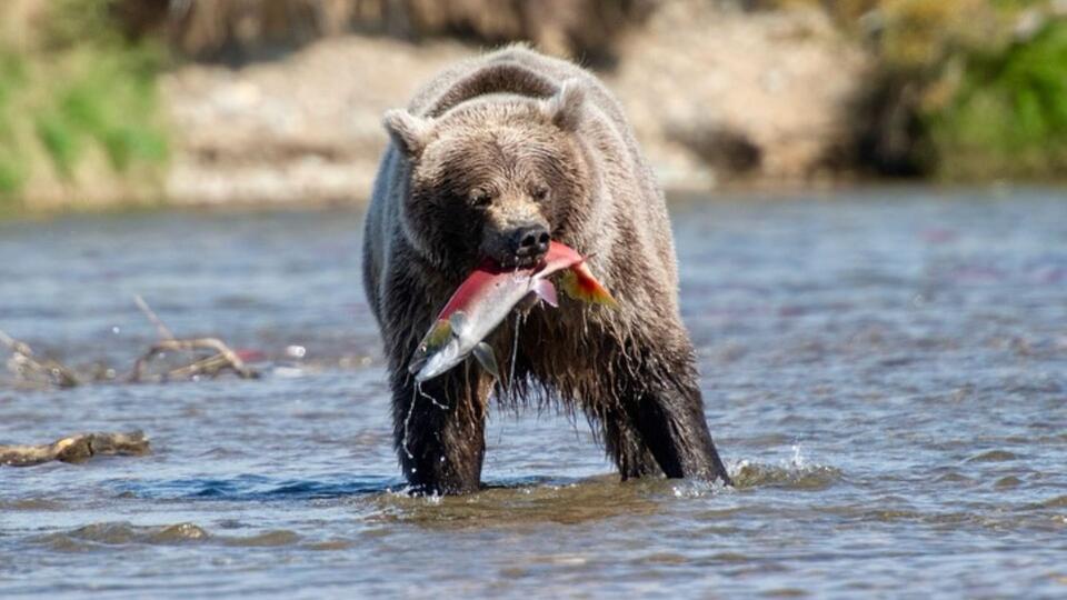Alaska’s Fat Bear Week 2025 Has A Winner! See Who’s Taken The Crown ...