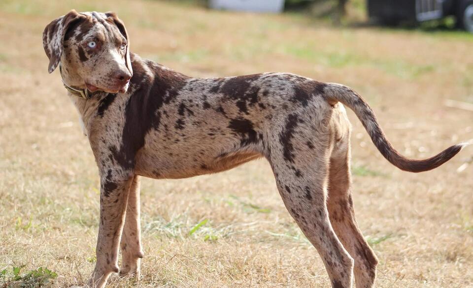 10 Rare and Unusual Dog Breeds That Can Be Your New Best Friend - NewsBreak