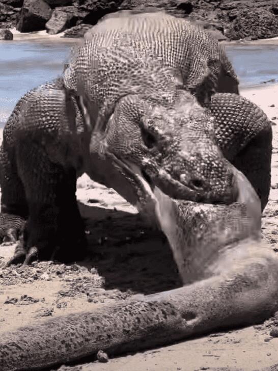The 12 Most Fearless Creatures in the Animal Kingdom - NewsBreak