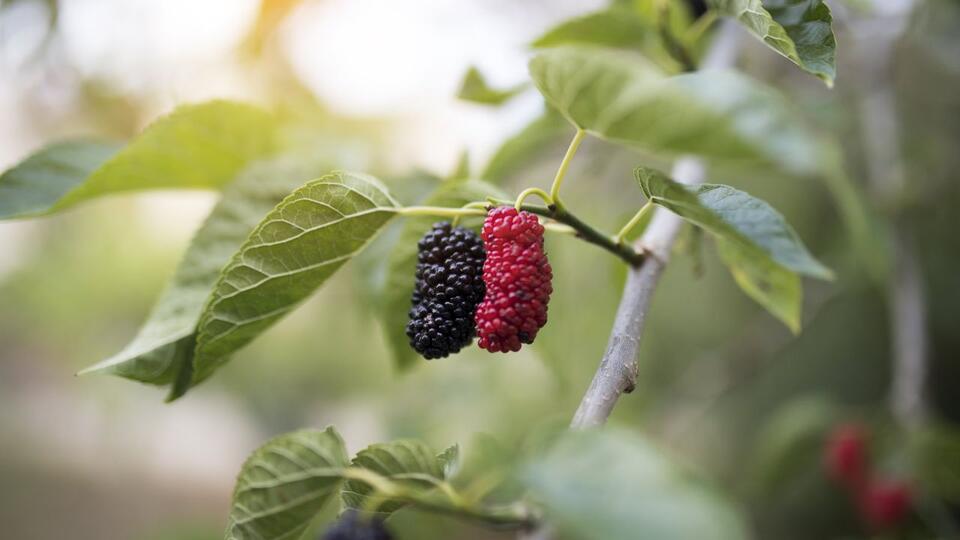 How to get a mulberry tree to fruit – seasonal secrets for abundant ...