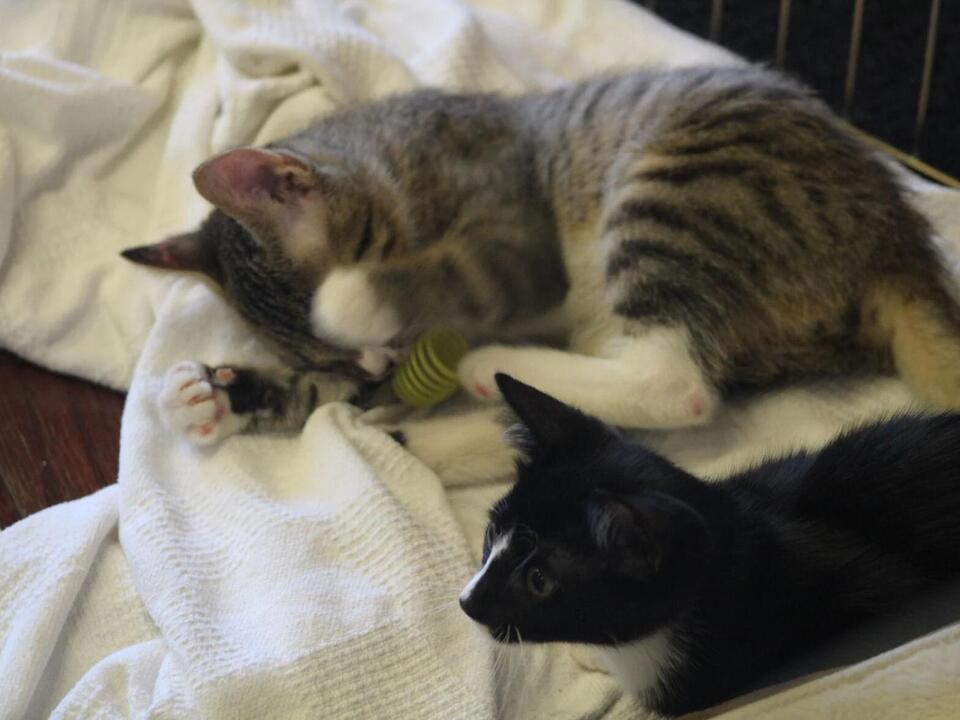 Proposed updates to Denton’s animal code are moving forward, including ...