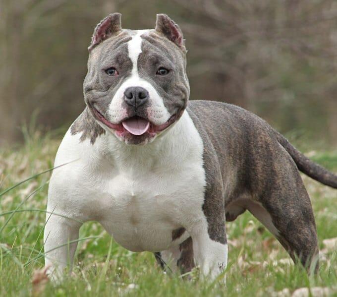 Pit Bull Cropped Ears Vs. Natural: Purpose, Pros, and Cons - NewsBreak