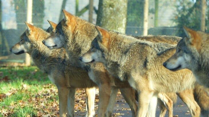 This U.S. Park Has the Most Wild Wolves - NewsBreak