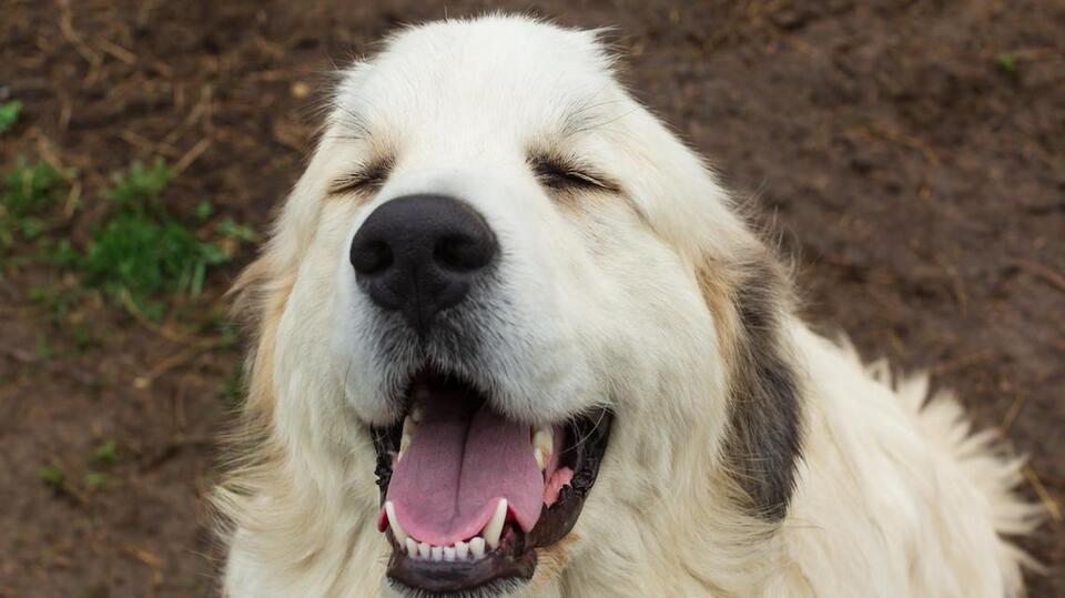 Great Pyrenees and Farm Dog Sibling Patiently Waiting to See Baby Goats ...