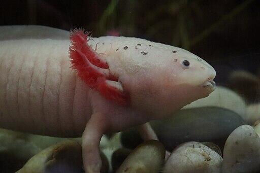 7 Funniest Looking Animals and Why They Evolved That Way - NewsBreak