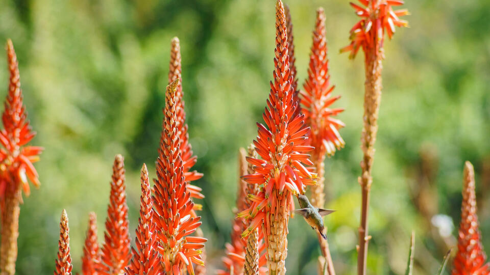 6 plants to never, ever grow in a wildfire risk area, plus the best ...