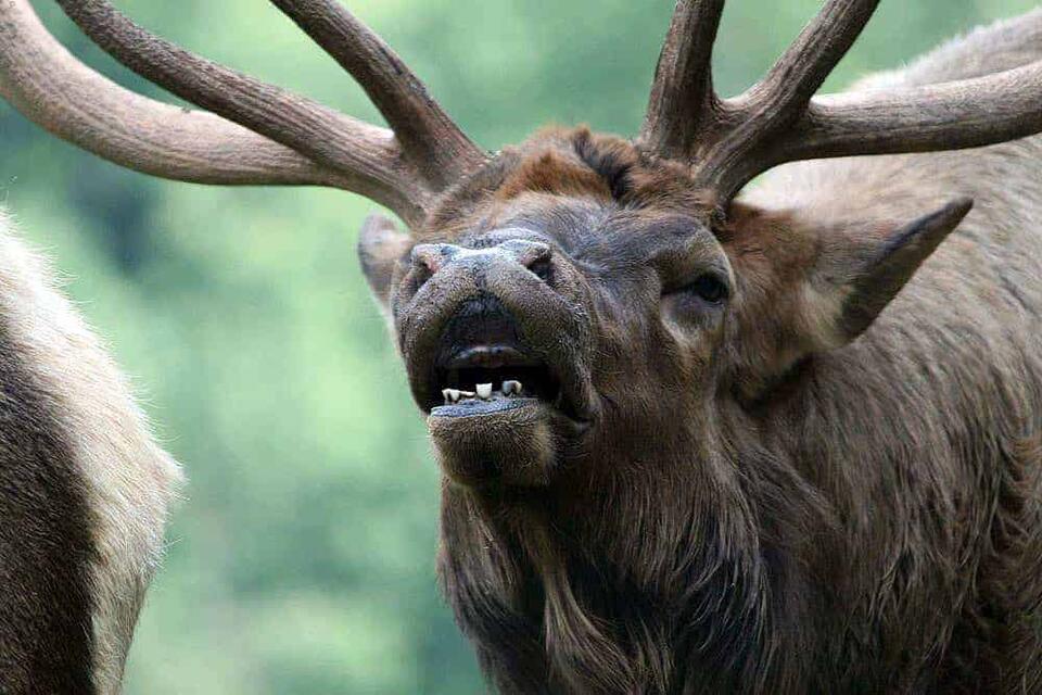 Elk Attack in Arizona: A Tragic Incident Sparks Urgent Wildlife ...