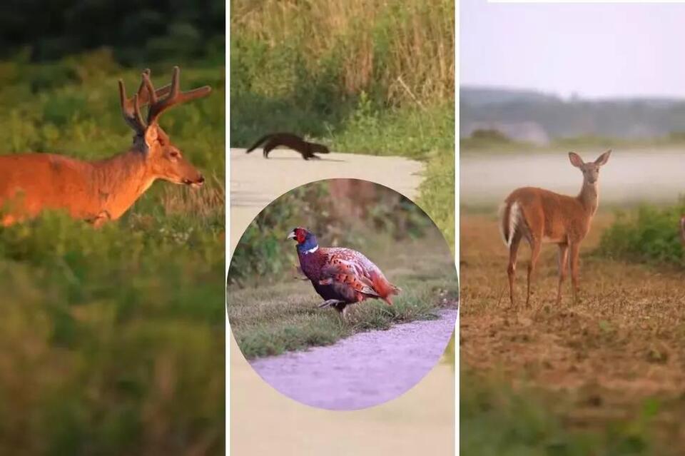 See These Beautiful Animals on This Wildlife Refuge Trail in New ...