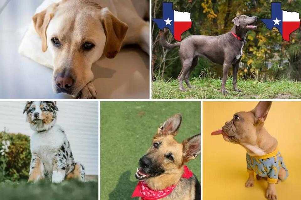 Here Are The 10 Most Popular Dog Breeds in Texas for 2024 - NewsBreak